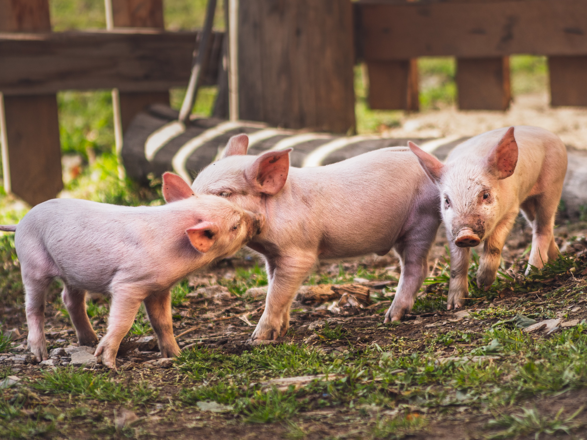 South Dakota Pork | Stages of Pork Production